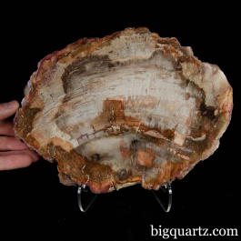 Petrified Wood Slice, 8.5 inches (Madagascar #F0127) Mineral Specimen